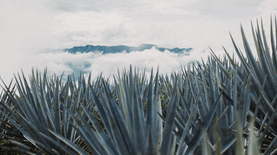 PIQUETE | Compra Tequila Exclusivo en Línea